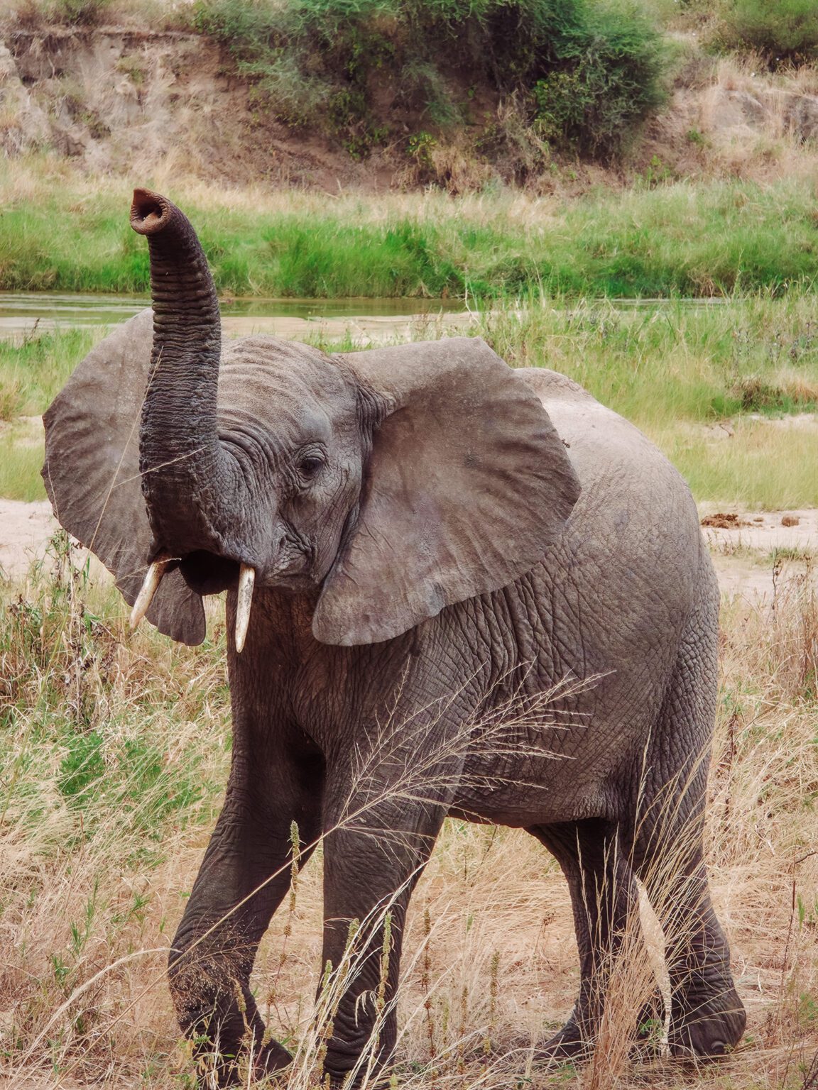 What Animals Can You See in the Serengeti? - Passport Nomads