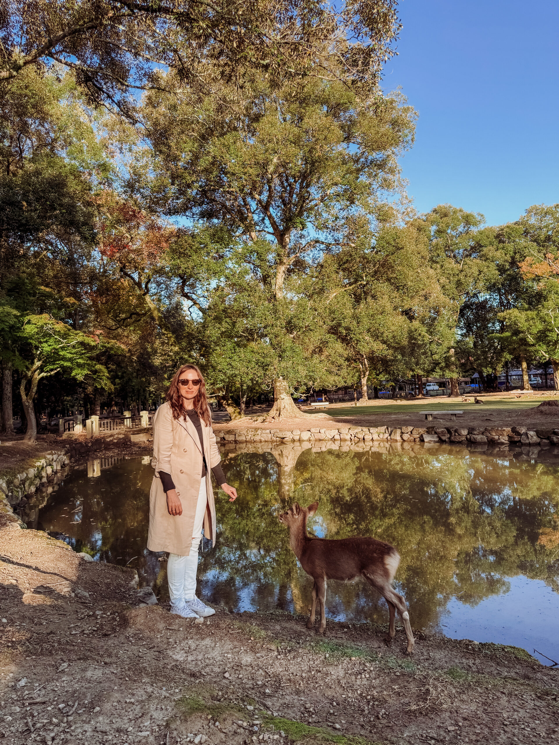 Nara Deer: The Ultimate Guide to Japan's Famous Fawn-Filled Park ...