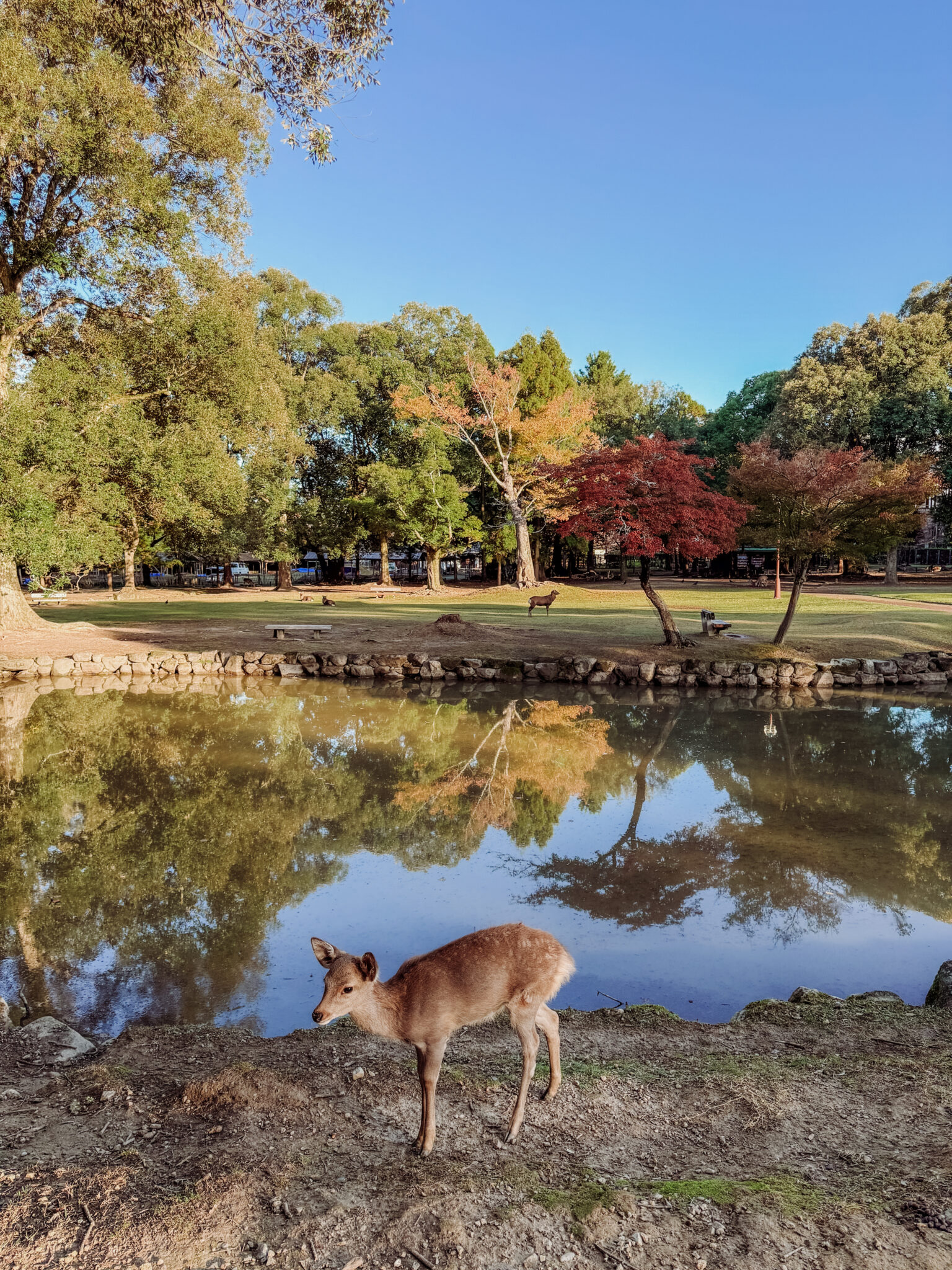 Nara Deer: The Ultimate Guide to Japan's Famous Fawn-Filled Park ...