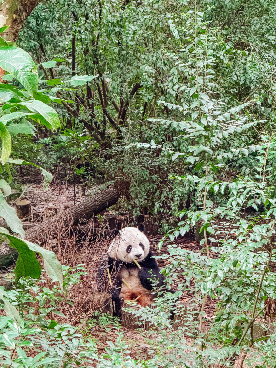 Chengdu Research Base of Giant Panda Breeding:How to Visit, Best Time ...