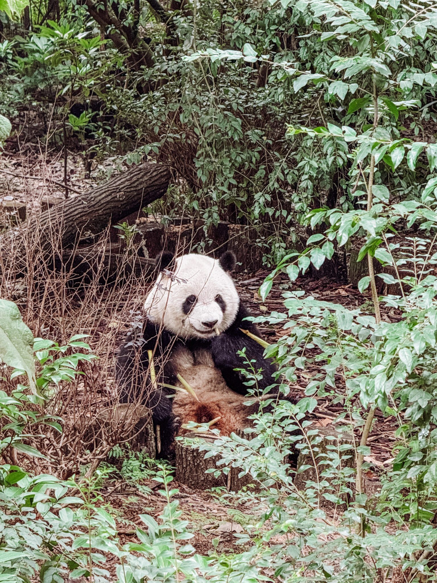 Chengdu Itinerary: How Many Days + The Perfect 1, 2 & 3 Day Plan ...
